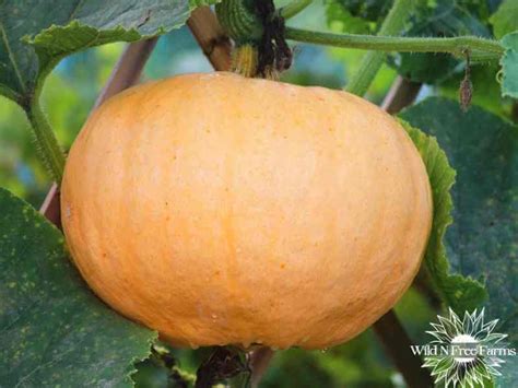 The Ultimate Guide To Growing Pumpkins Vertically Maximizing Space And