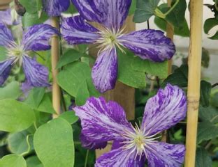 Клематисы - Клематис Тай Дай (Tiy Dye)