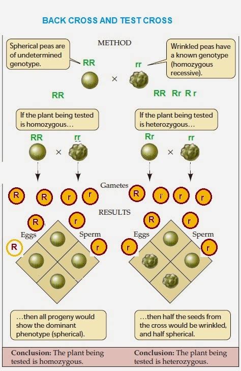 Biolearnspot BACK CROSS AND TEST CROSS