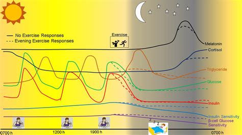 Syncing Exercise With Meals And Circadian Clocks Abstract Europe Pmc