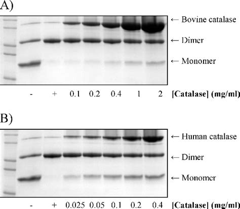 Figure 1 From Redox Potential And Peroxide Reactivity Of Human Peroxiredoxin 3 Semantic Scholar