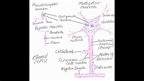 Multipolar Neuron Labeled Under Microscope