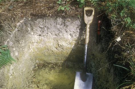 The Difference In Roots Traits Under Different Tree Species As Influenced By Soil Type In Forest