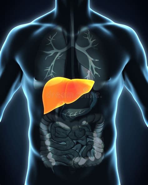 Human Liver Anatomy Stock Illustration Illustration Of Digesting