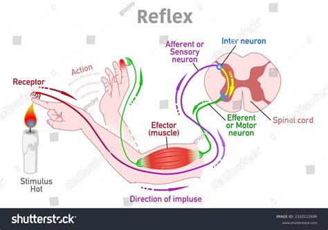 Sensory Neuron Labeled