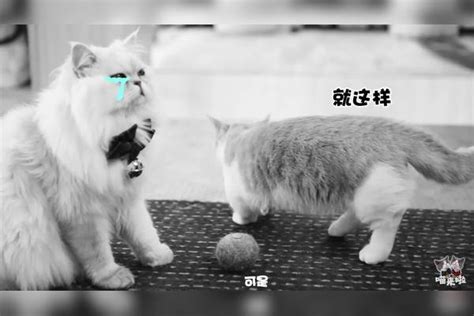 被猫秀恩爱虐哭是种什么感觉？主人：下次再也不拍了