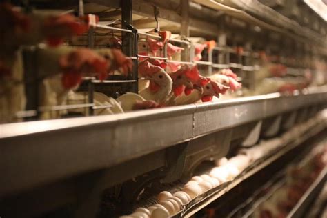 Үндэсний үйлдвэрлэгчид 2025 он гэхэд өндөгний хэрэгцээг бүрэн хангана