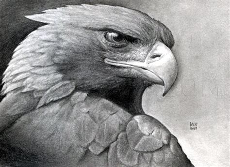 How To Draw A Realistic Eagle Golden Eagle Drawing Step By Step By