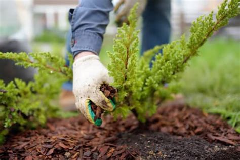Growing Juniper A Complete Guide On How To Plant Grow And Use Juniper