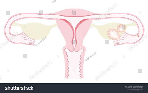 Menstrual Cycle Diagram Ovulation Phase Stock Illustration 2294249657