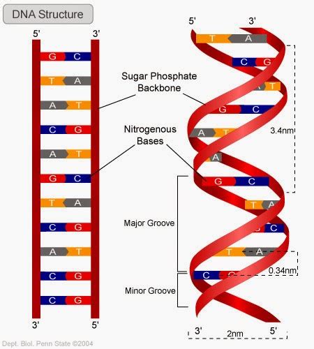 Knowledge Class Watson And Crick Model Of Dna