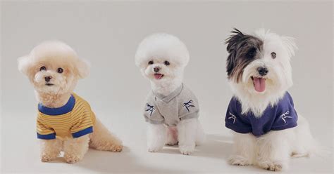 아비에무아 국제 강아지의 날 맞아 펫 캡슐 컬렉션 공개 위키트리