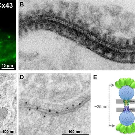 Minisog A Small And Efficient Singlet Oxygen Generator Is Engineered Download Scientific