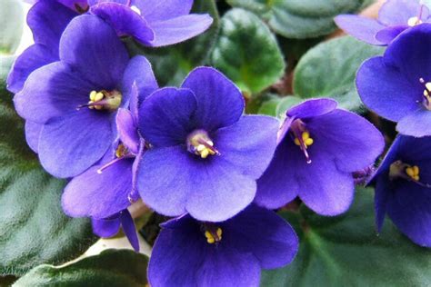 Violeta Características Significado Tipos Y Más