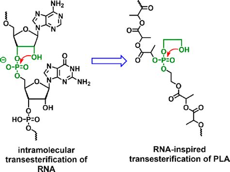 Illustration Of The Intramolecular Transesterification Of Rna