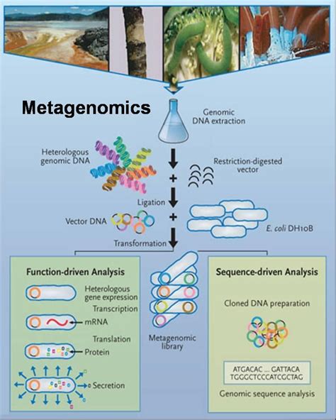 Dr Monika Shashank On Linkedin Metagenomics Bioprospecting