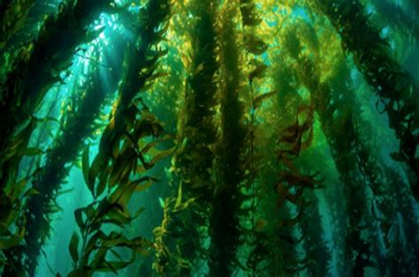 Bosques Macro Algas Archivos El Ciudadano