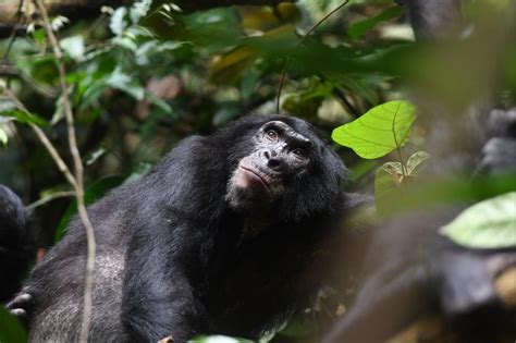 Bonobo Moms Help Their Sons Secure Mating Opportunities Upi Com
