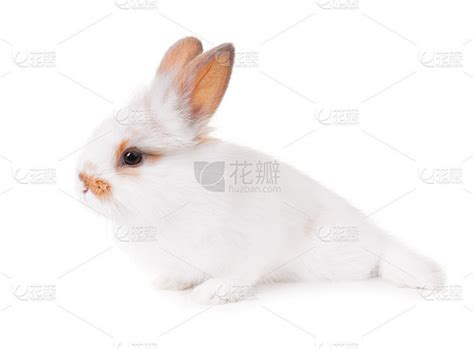 白色的兔子
