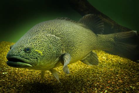 Murray Cod Maccullochella Peelii