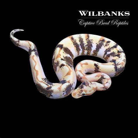 Fuck Yeah Ball Python Morphs Artofit Fuck Yeah Ball Python Morphs Artofit