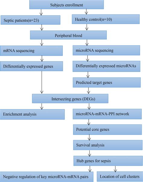 Experimental Flow Chart Of This Study RNA Seq Was Applied To Sequence