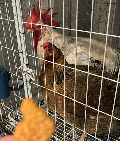 Yummy Chicken Scrolller