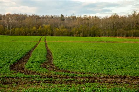 녹색 곡물 필드와 초원 경로와 라트비아 여름 풍경에 필드에 봄 트랙터 타이어 트랙의 시리얼 필드 풍경에 비포장 도로 경로 사진 배경 및 무료 다운로드를위한 그림 Pngtree