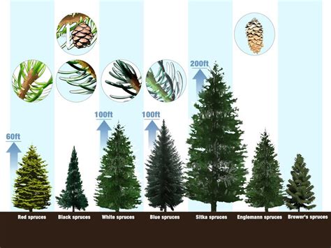 Best Pine Trees Images On Pinterest Tree Identification Nature And Nature Study