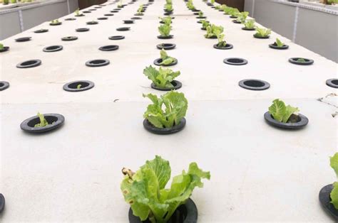 Aeroponics As A Sustainable Agriculture Growing System עדכונים וחדשות