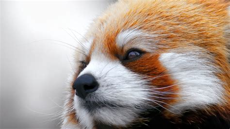 🔥 50 4k Furry Wallpapers Wallpapersafari