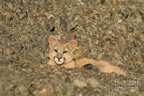 Puma Cub Photograph By Laura Romin Pixels