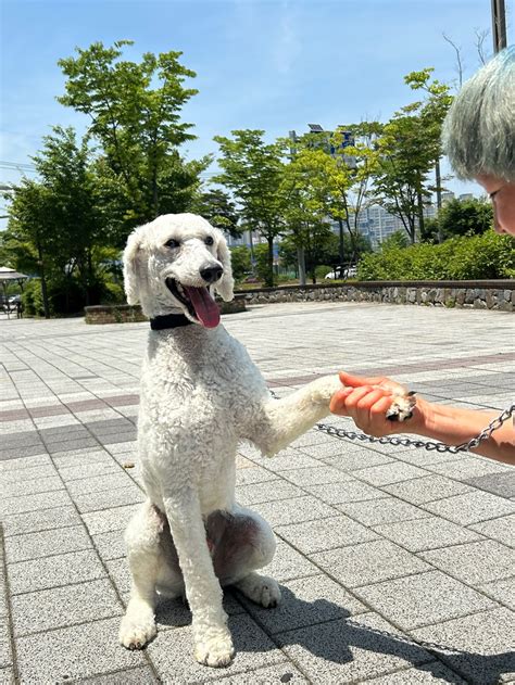 스탠다드푸들 동동이 엑조틱크기 터키시앙고라크기 페르시안크기 하이랜드폴드크기 애완견크기 반려견크기 소형견무료입양사이트 중형견무료입양사이트 대형견무료입양사이트 미니비숑프리제무료