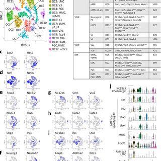 Single Cell Transcriptome Analyses Of Olig2 Cre Lineage Cells In E12 5