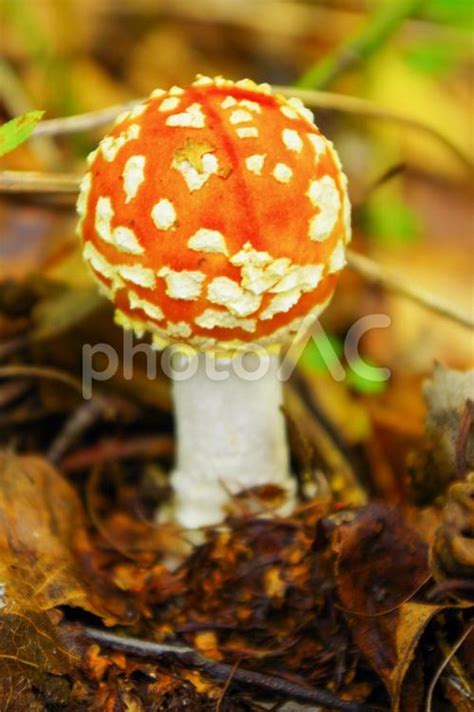 ベニテングダケ紅天狗茸 No 22739540写真素材なら写真AC無料フリーダウンロードOK