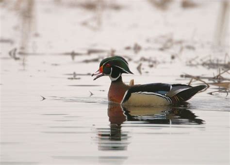 Ornithology Bird Set 5 Flashcards Quizlet