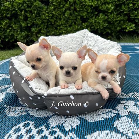Chihuahua Puppies For Sale