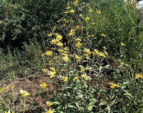 Пусть все разъедутся Сююмбике удерживать не станет Свой долг исполнила вырастила пусть