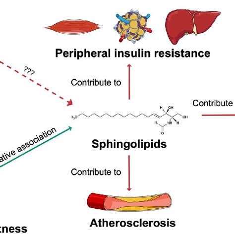 Sphingolipids As Potential Mediators Of The Exercise Effects On Download Scientific Diagram