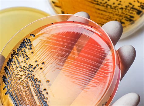 Modern Poultry New Data On Salmonella Growth Rates