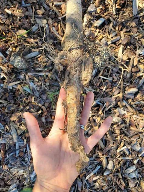 50 Great Gopher Resistant Plants For California And Beyond ~ Homestead 50 Great Gopher Resistant Plants For California And Beyond ~ Homestead