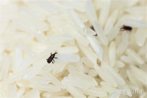 米袋中的黑虫子是什么感觉是凭空出现你可能吃过它的虫卵 知乎