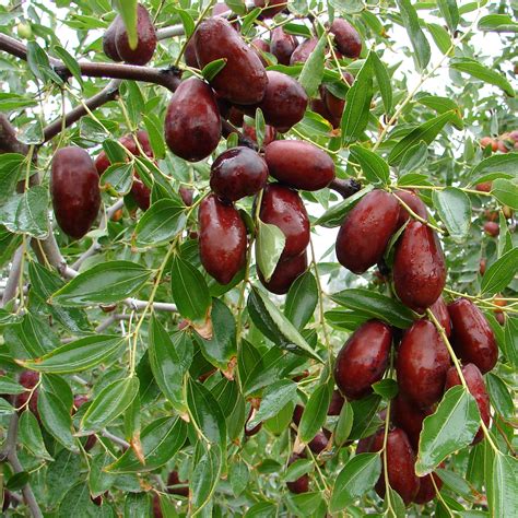 Lingwu Long Jujube 灵武长枣 Exotic Tree Seller