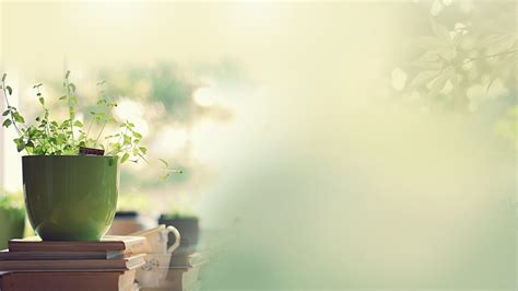 Indoor Plants Wallpapers Top Free Indoor Plants Backgrounds