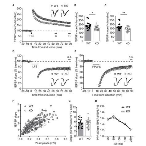 Caa Ko Mice Exhibit Diminished Ltp A Tbs Induced Ltp At Sc Caa Download Scientific Diagram