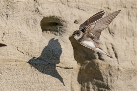 Integrated Population Models Ipms Swiss Ornithological Institute