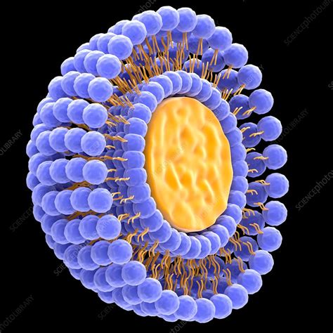 Liposome Artwork Stock Image C0354418 Science Photo Library
