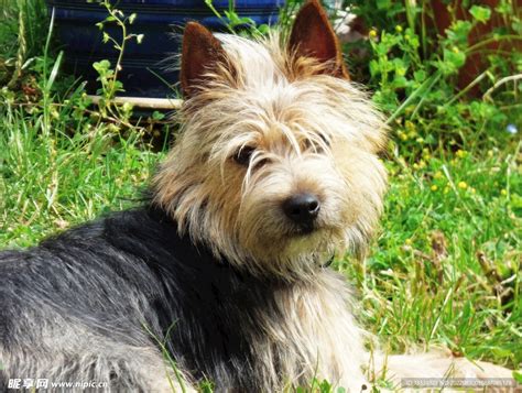 狗摄影图 家禽家畜 生物世界 摄影图库 昵图网