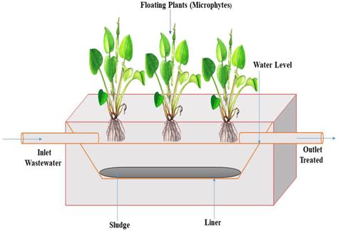Functional Schematic Of A Free Floating Macrophyte Cws Download Scientific Diagram