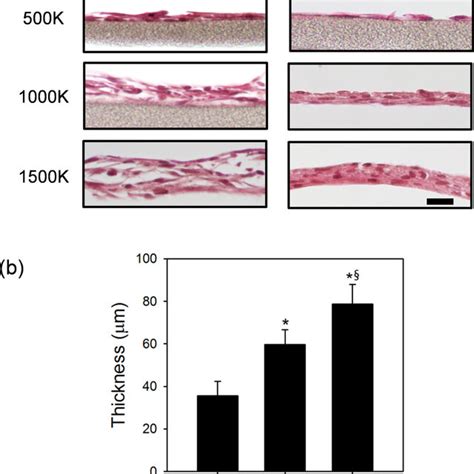 Analysis Of The Cross Section And Thickness Estimation Of Multi Layered Download Scientific